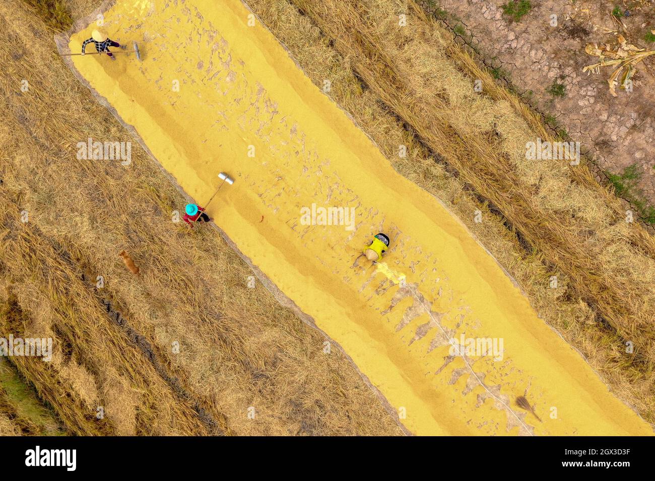 Vietnamese farmer are drying paddy rice in the sun Stock Photo - Alamy