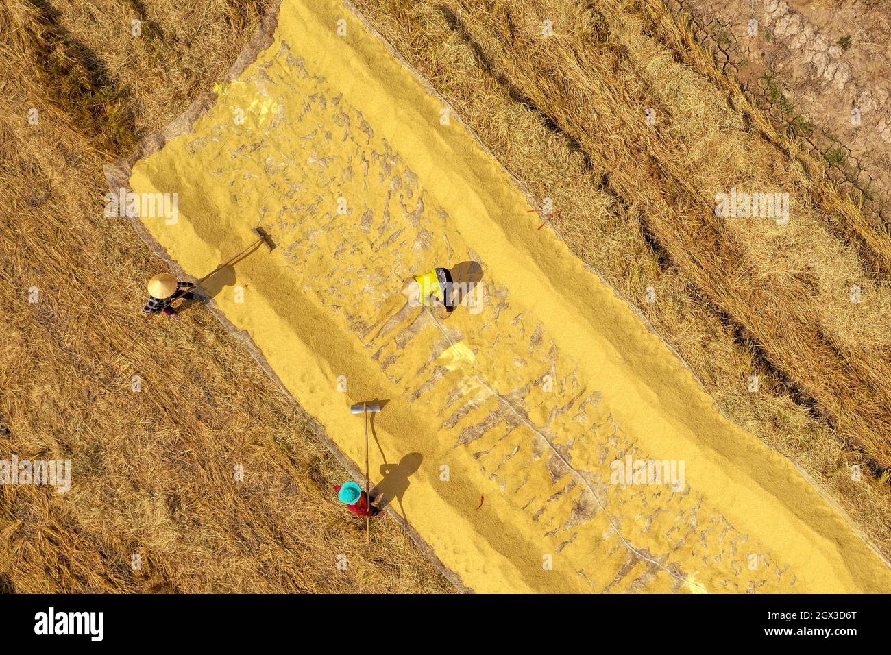 Vietnamese farmer are drying paddy rice in the sun Stock Photo - Alamy