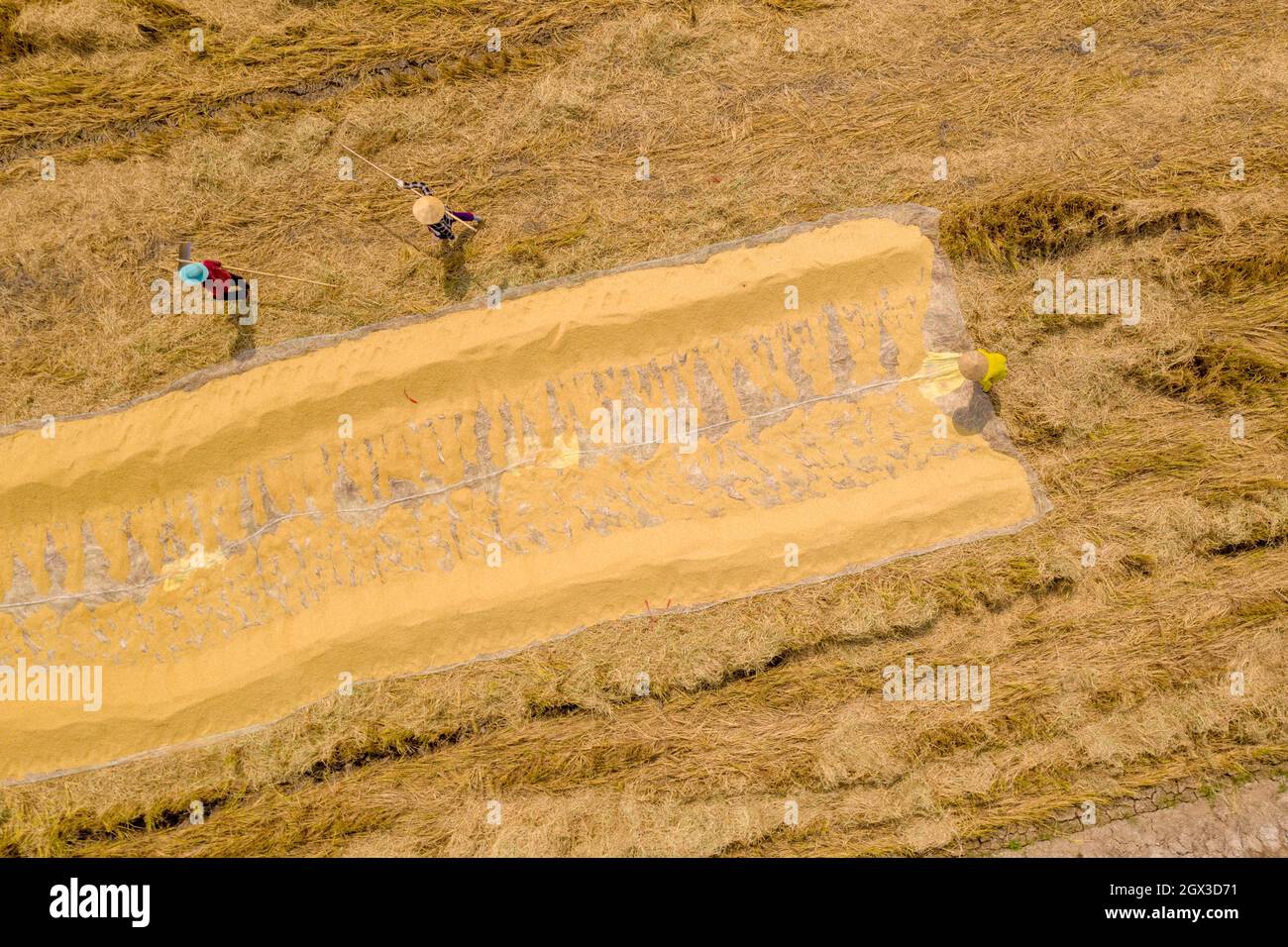 Vietnamese farmer are drying paddy rice in the sun Stock Photo - Alamy