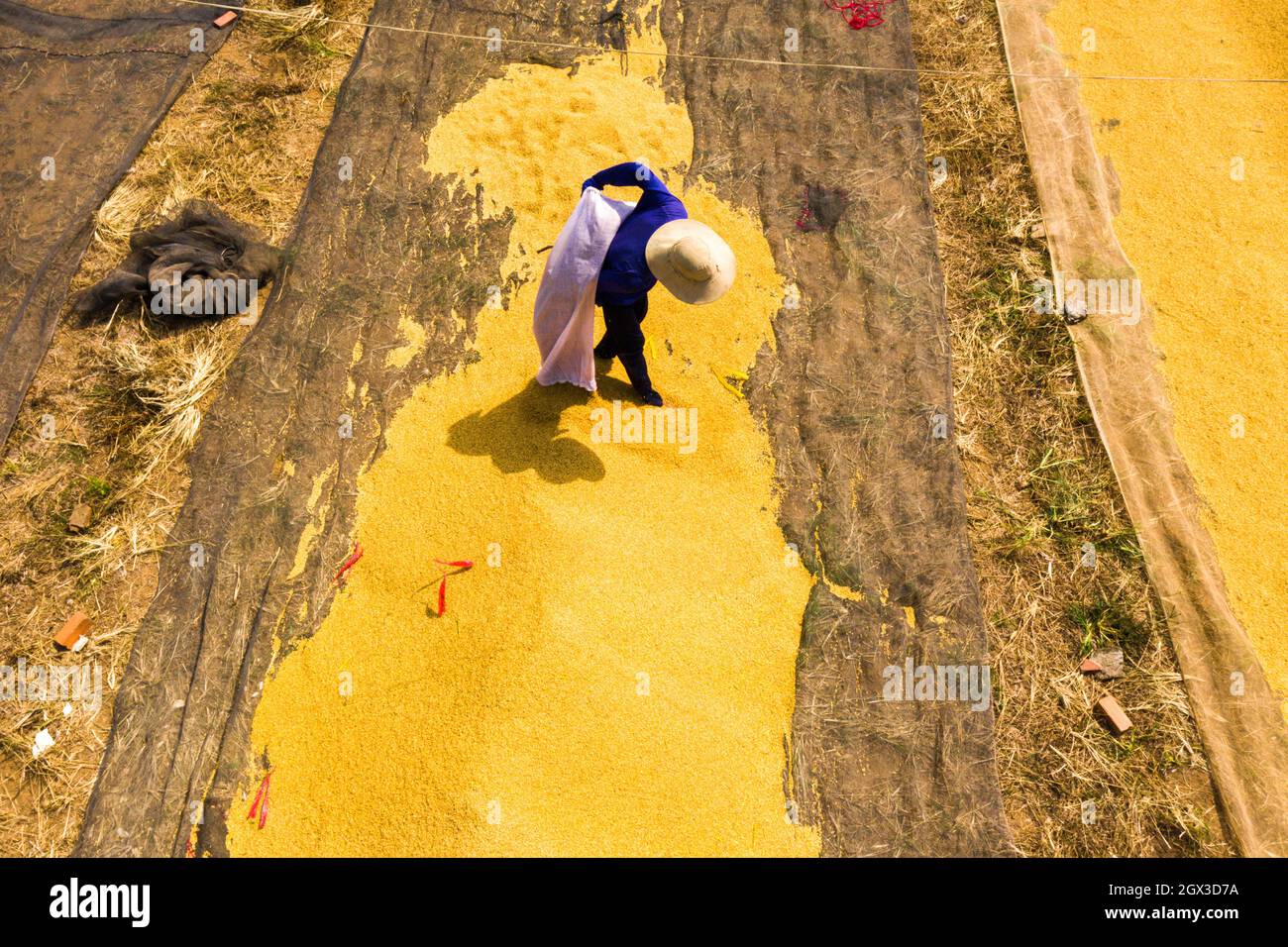Vietnamese farmer are drying paddy rice in the sun Stock Photo - Alamy
