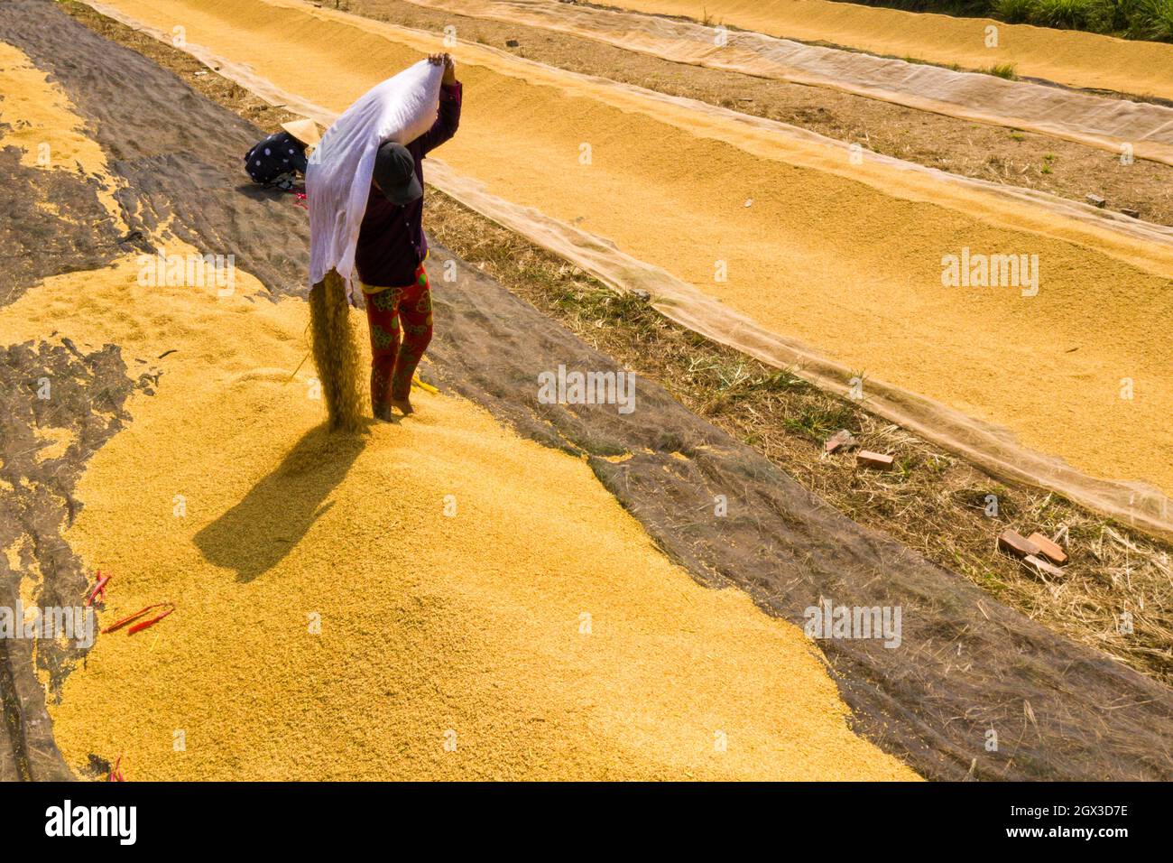 Vietnamese farmer are drying paddy rice in the sun Stock Photo - Alamy