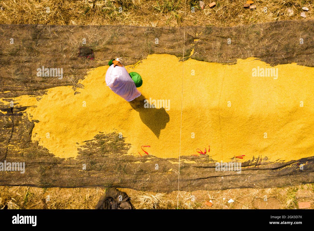 Vietnamese farmer are drying paddy rice in the sun Stock Photo - Alamy