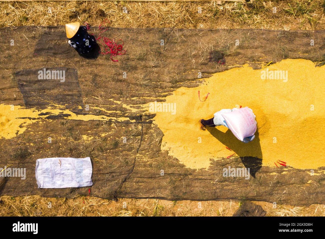 Vietnamese farmer are drying paddy rice in the sun Stock Photo - Alamy