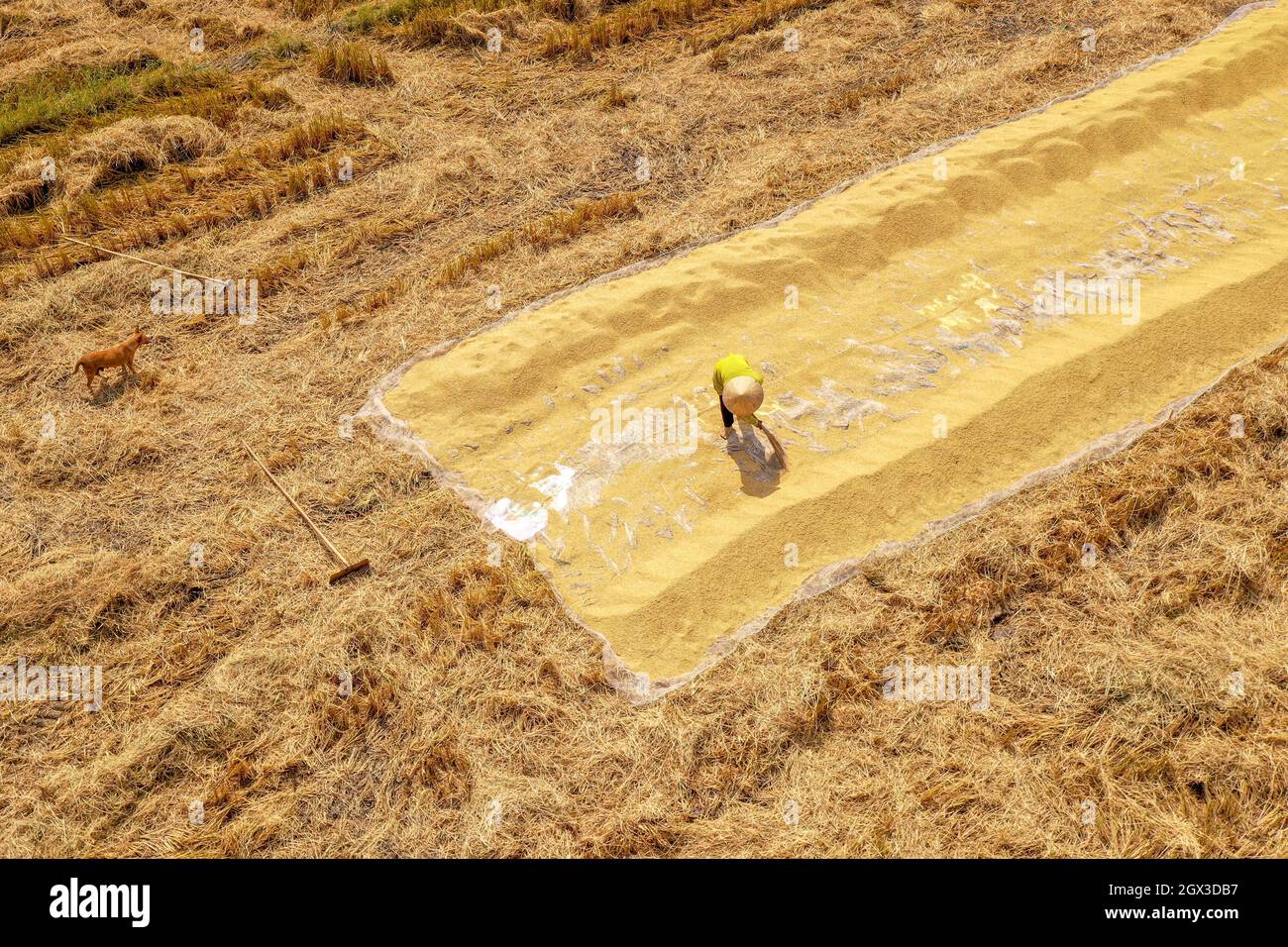 Vietnamese farmer are drying paddy rice in the sun Stock Photo - Alamy