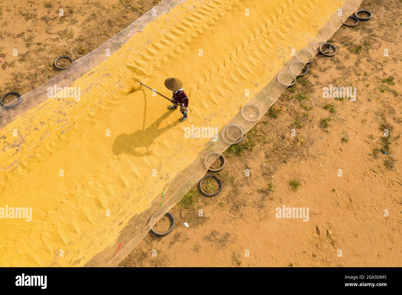 Vietnamese farmer are drying paddy rice in the sun Stock Photo - Alamy