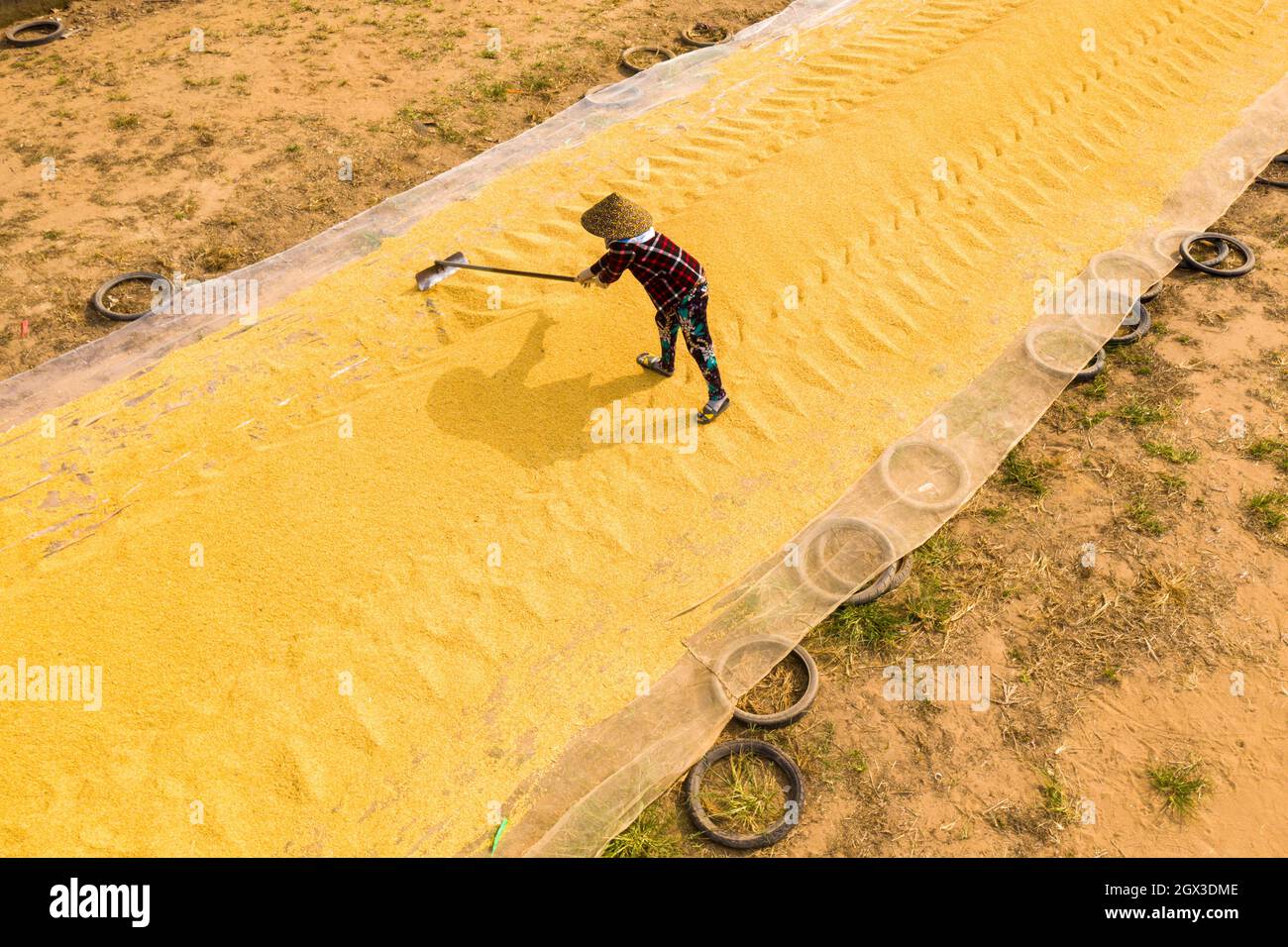 Vietnamese farmer are drying paddy rice in the sun Stock Photo - Alamy