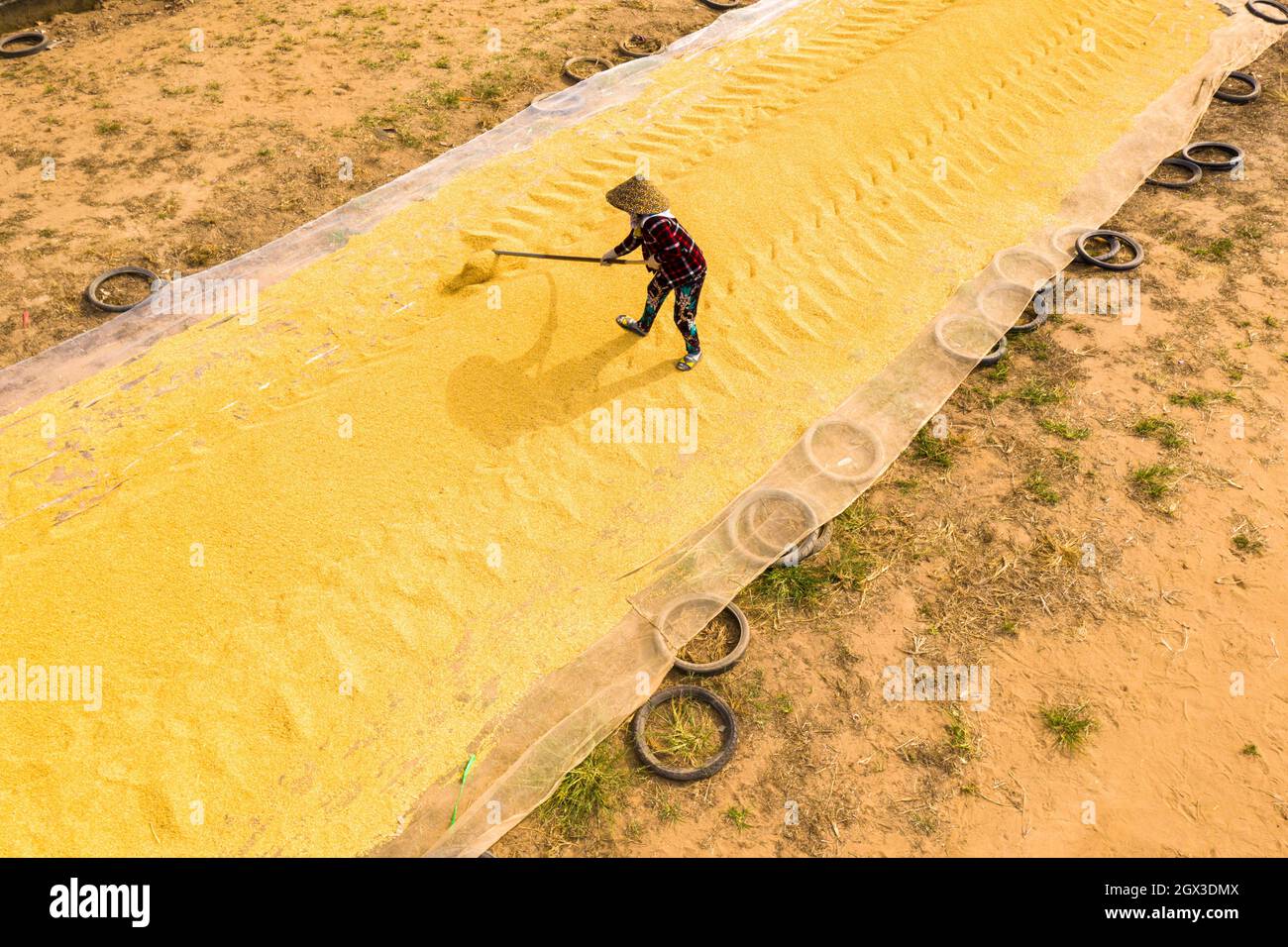Vietnamese farmer are drying paddy rice in the sun Stock Photo - Alamy