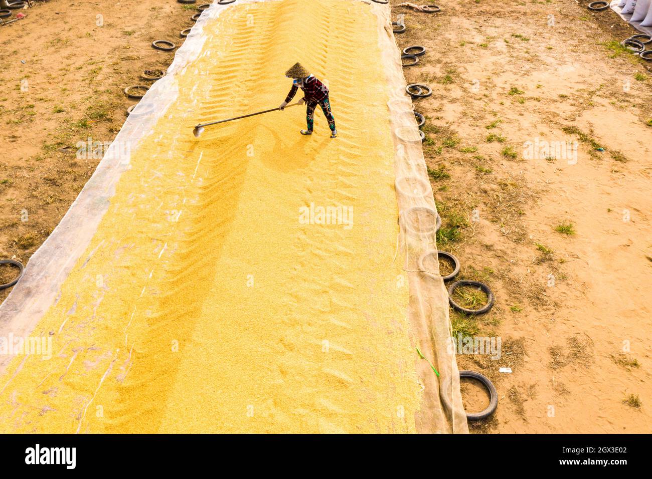 Vietnamese farmer are drying paddy rice in the sun Stock Photo - Alamy
