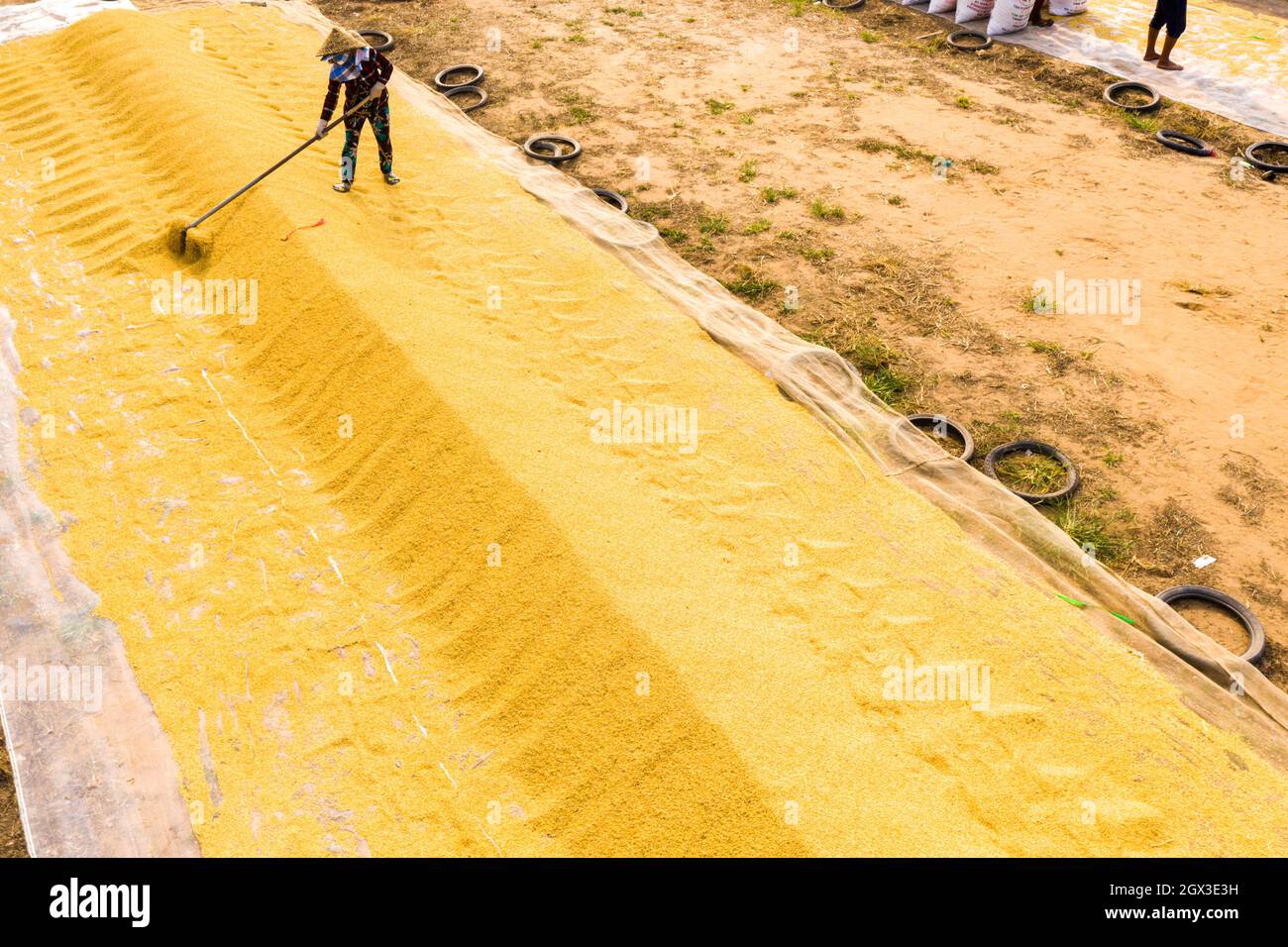 Vietnamese farmer are drying paddy rice in the sun Stock Photo - Alamy