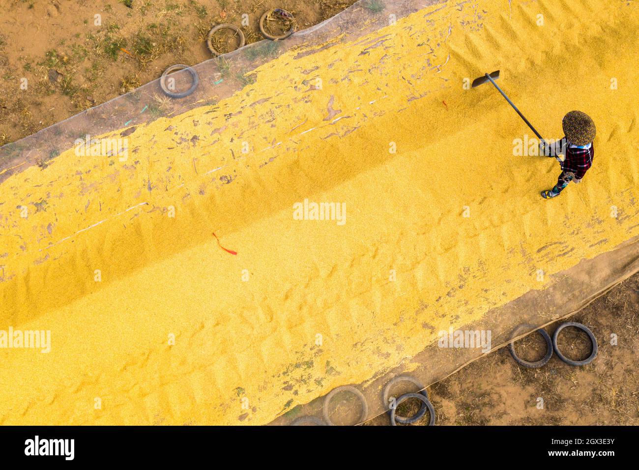 Farmer separating grain rice hi-res stock photography and images - Alamy