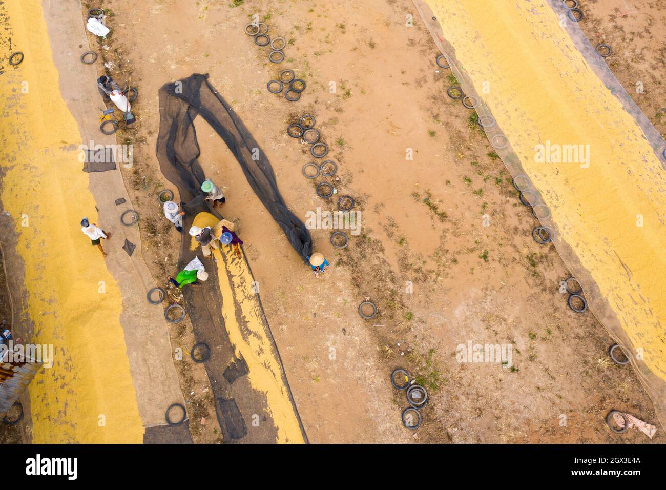 Vietnamese farmer are drying paddy rice in the sun Stock Photo - Alamy