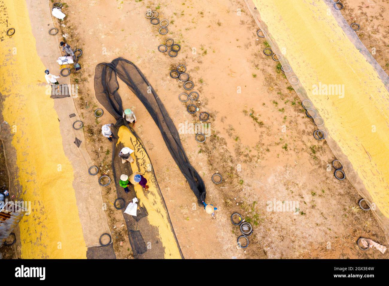 Vietnamese farmer are drying paddy rice in the sun Stock Photo - Alamy