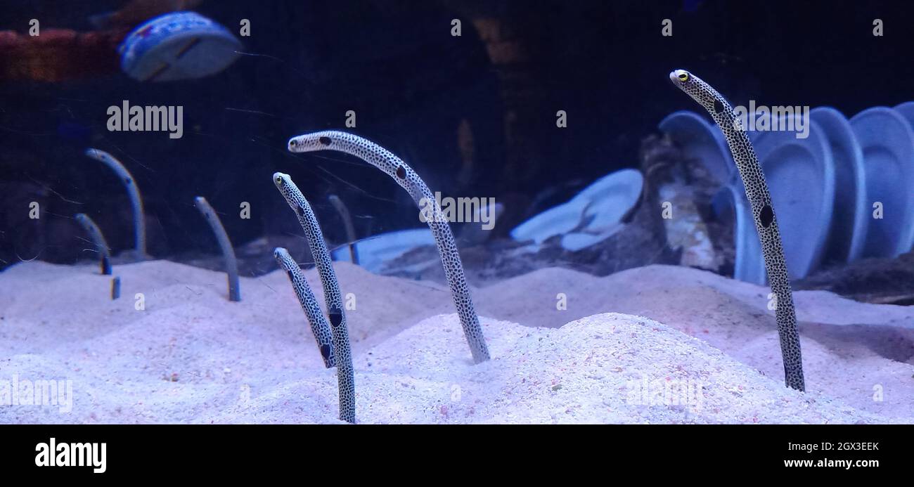 Worm tank hi-res stock photography and images - Alamy