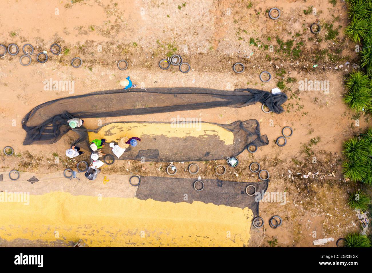 Vietnamese farmer are drying paddy rice in the sun Stock Photo - Alamy