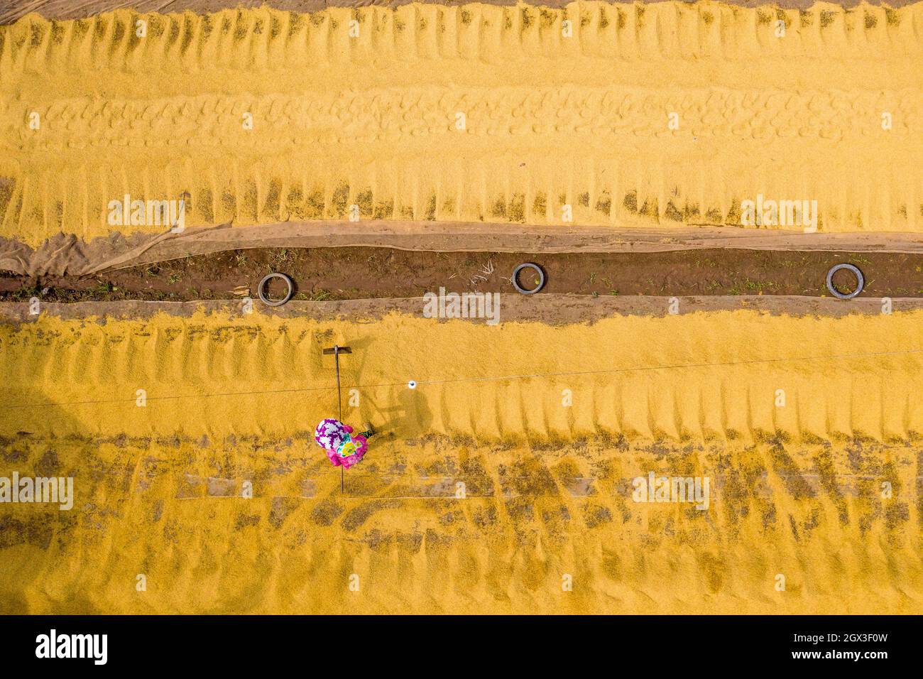 Vietnamese farmer are drying paddy rice in the sun Stock Photo - Alamy