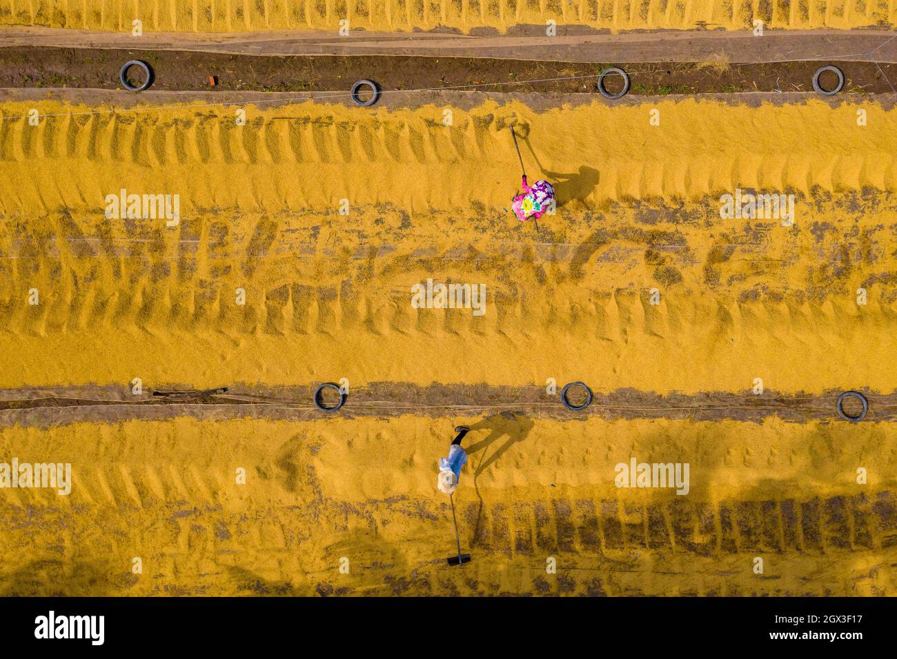 Vietnamese farmer are drying paddy rice in the sun Stock Photo - Alamy