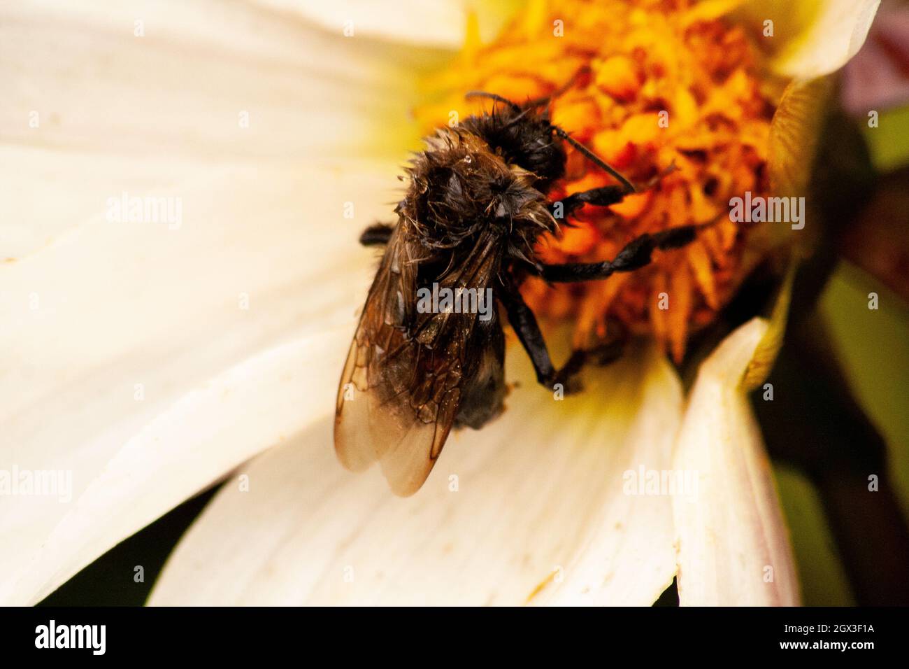 Bee in the rain Stock Photo - Alamy