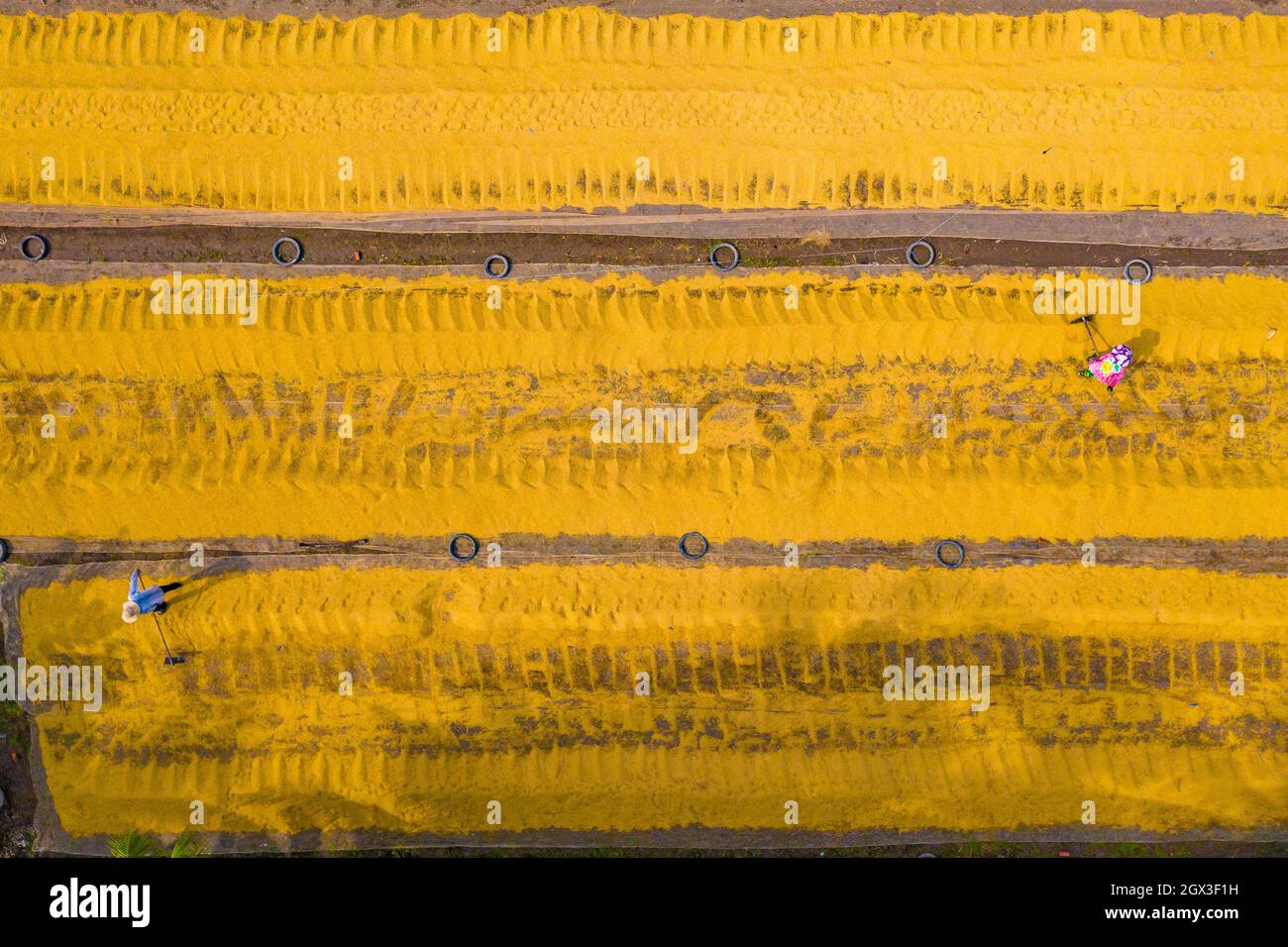 Vietnamese farmer are drying paddy rice in the sun Stock Photo - Alamy