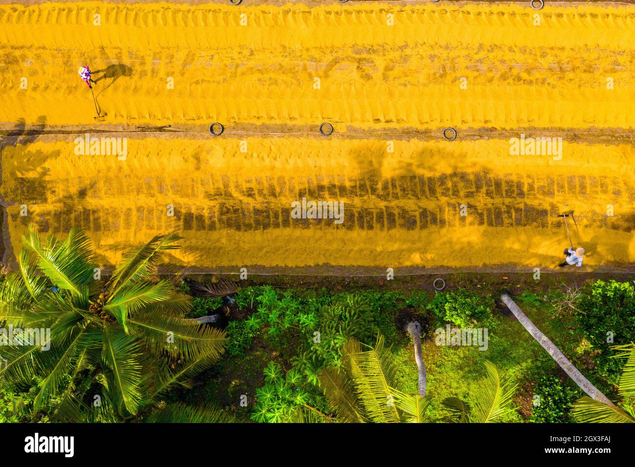 Vietnamese farmer are drying paddy rice in the sun Stock Photo - Alamy