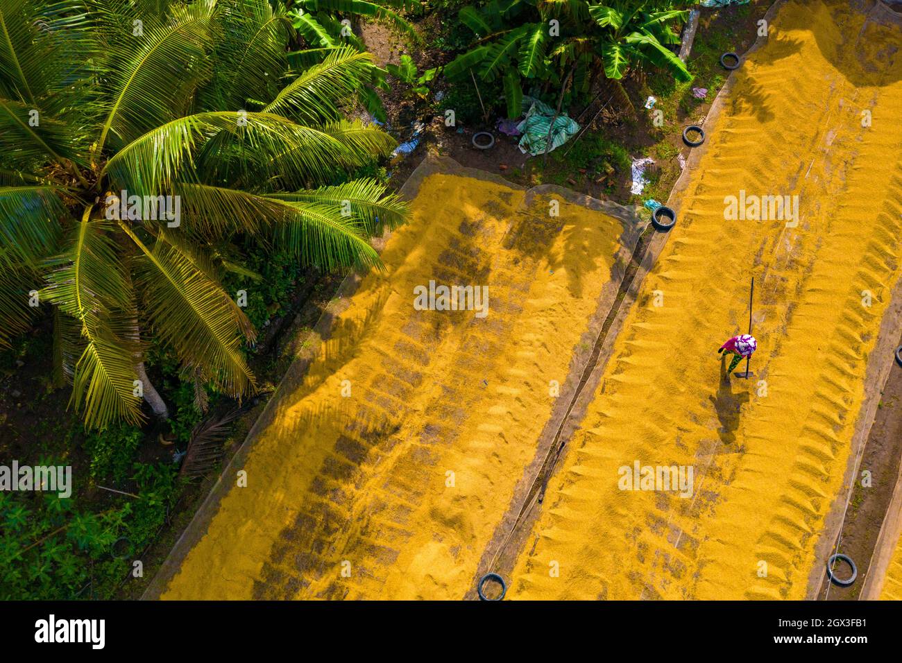 Vietnamese farmer are drying paddy rice in the sun Stock Photo - Alamy