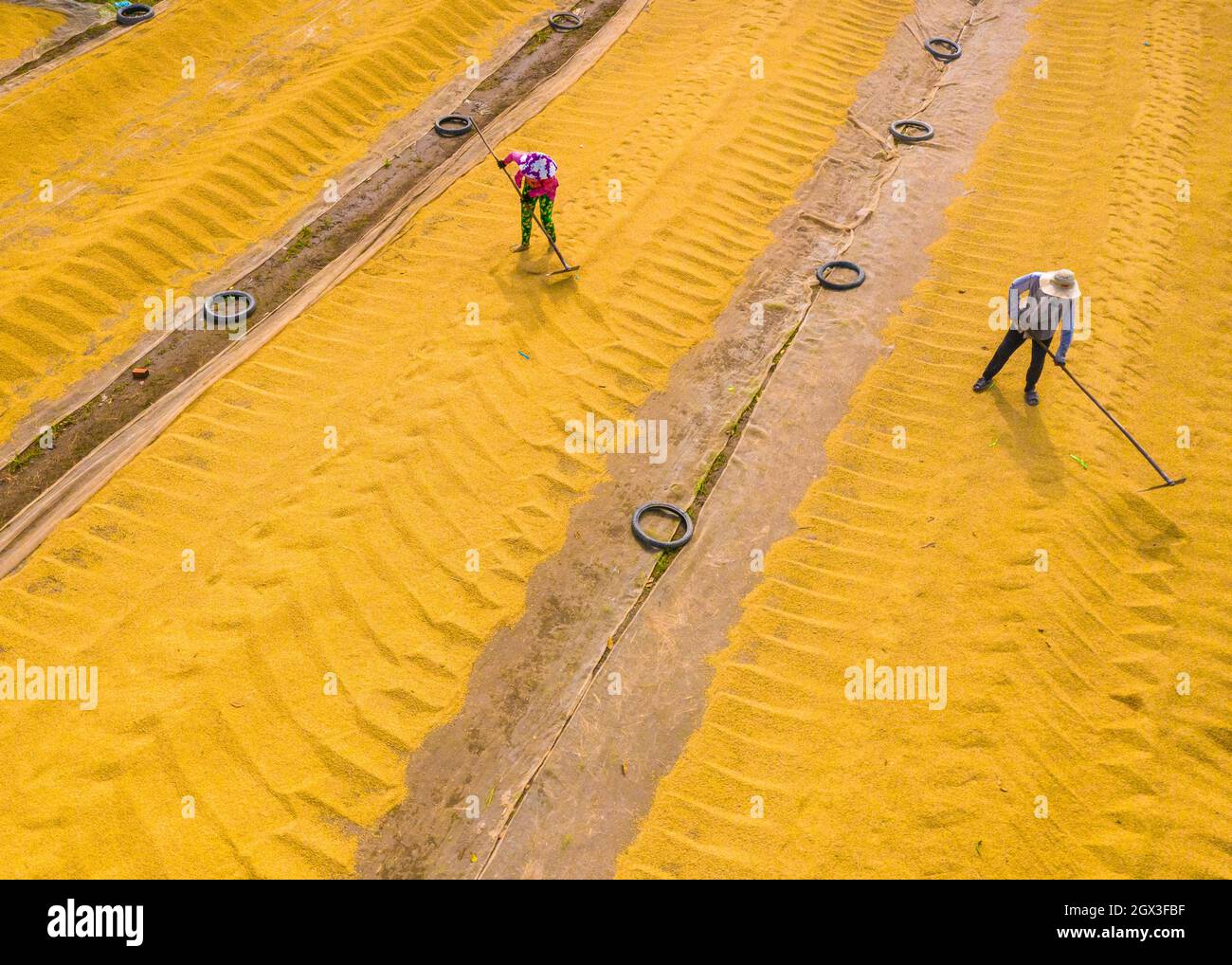 Vietnamese farmer are drying paddy rice in the sun Stock Photo - Alamy