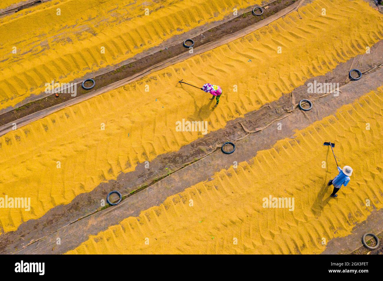 Vietnamese farmer are drying paddy rice in the sun Stock Photo - Alamy