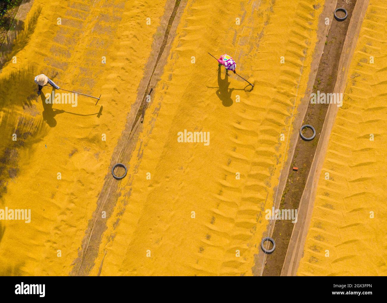 Vietnamese farmer are drying paddy rice in the sun Stock Photo - Alamy