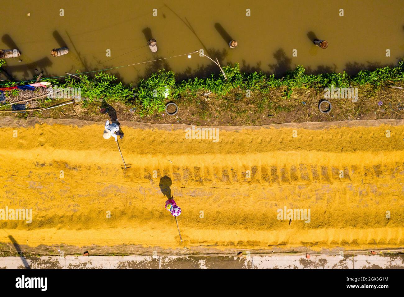 Vietnamese farmer are drying paddy rice in the sun Stock Photo - Alamy