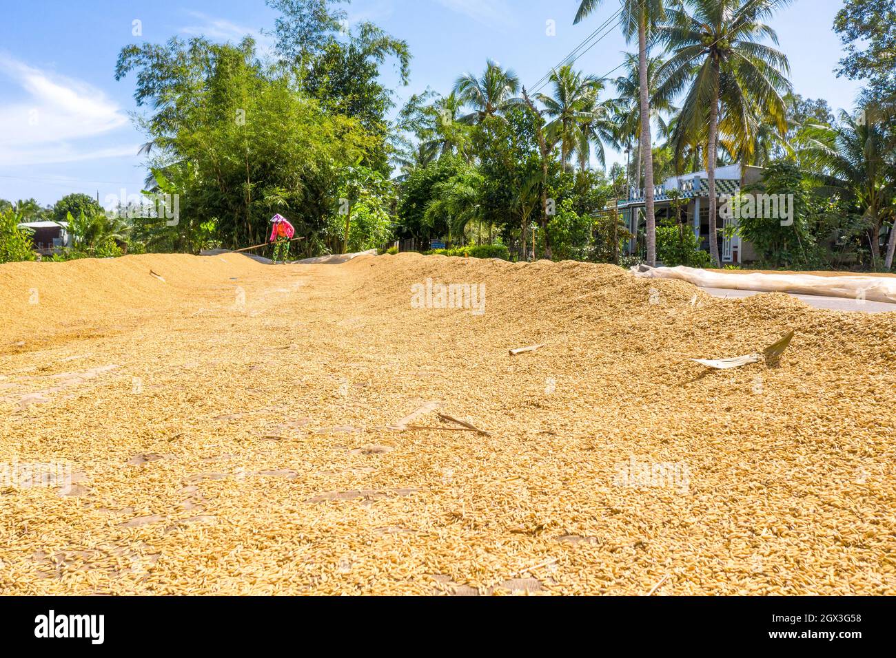 Vietnamese farmer drying paddy hi-res stock photography and images - Alamy