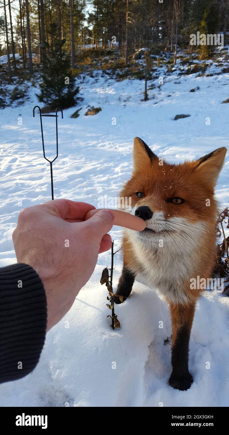 Human fox hi-res stock photography and images - Alamy