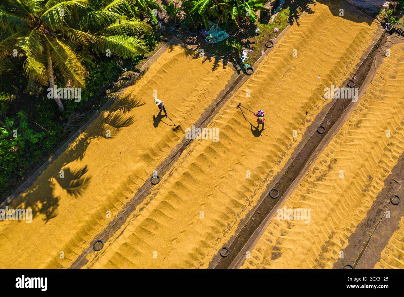 Vietnamese farmer are drying paddy rice in the sun Stock Photo - Alamy