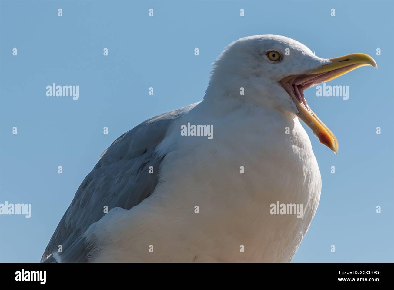 Screaming Bird High Resolution Stock Photography and Images - Alamy