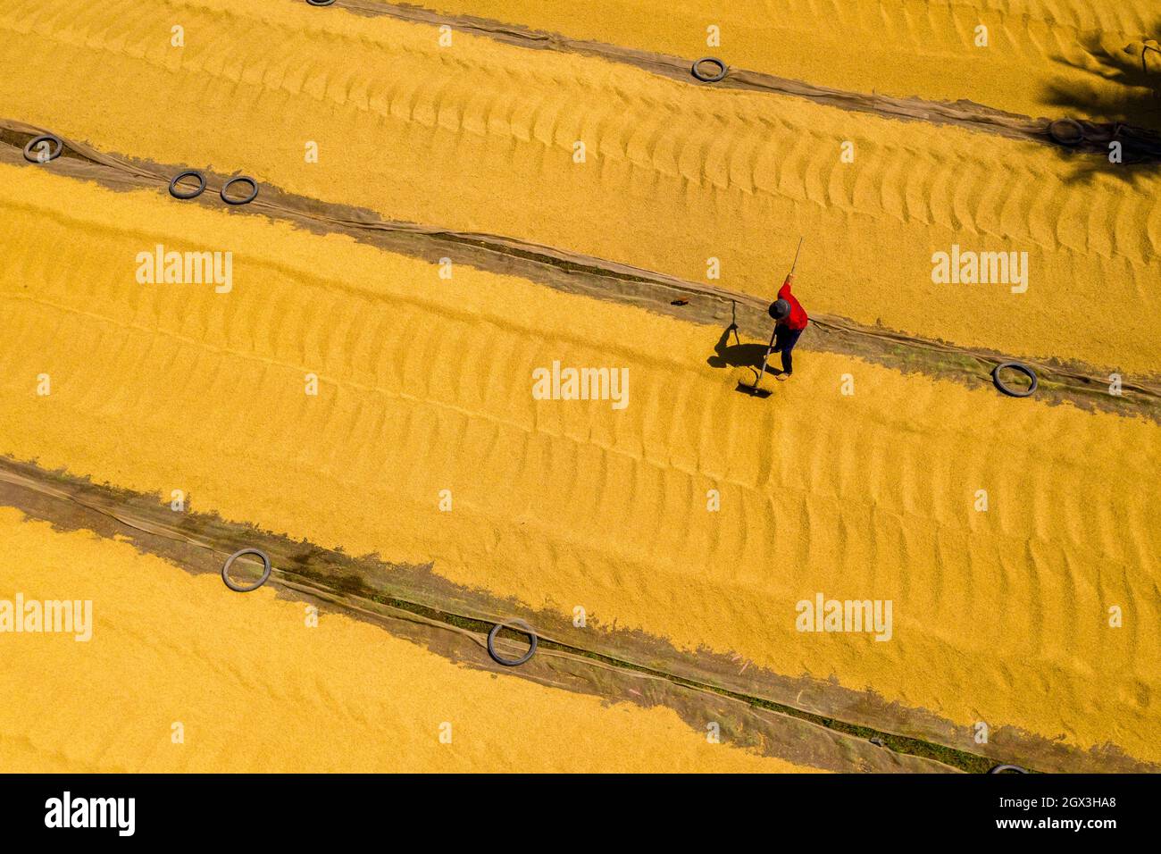 Vietnamese farmer are drying paddy rice in the sun Stock Photo - Alamy