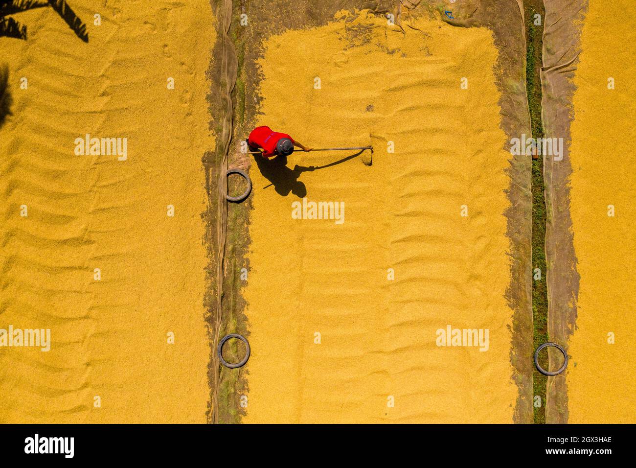 Vietnamese farmer are drying paddy rice in the sun Stock Photo - Alamy