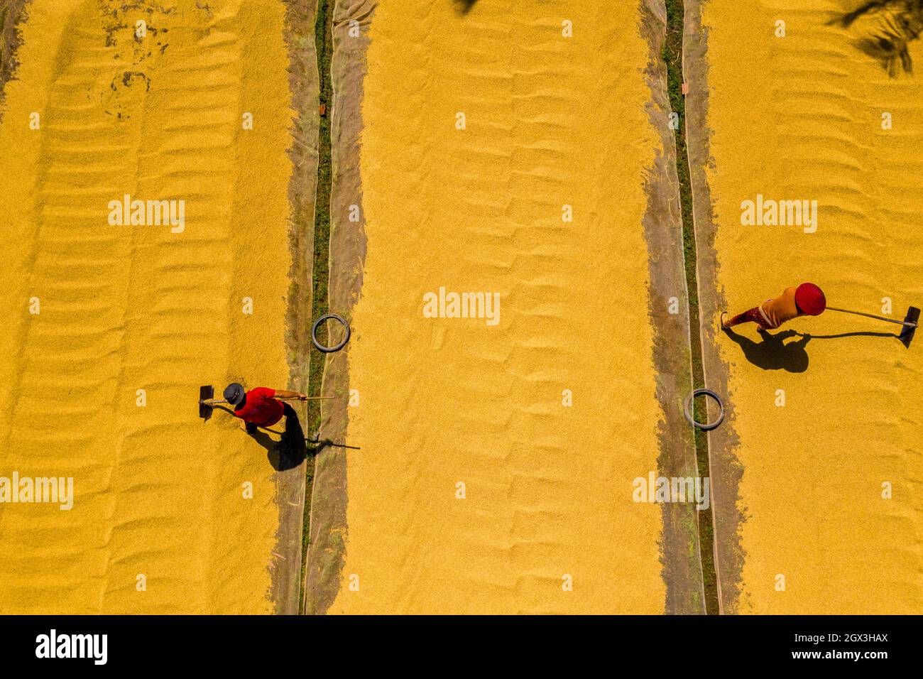 Vietnamese farmer are drying paddy rice in the sun Stock Photo - Alamy
