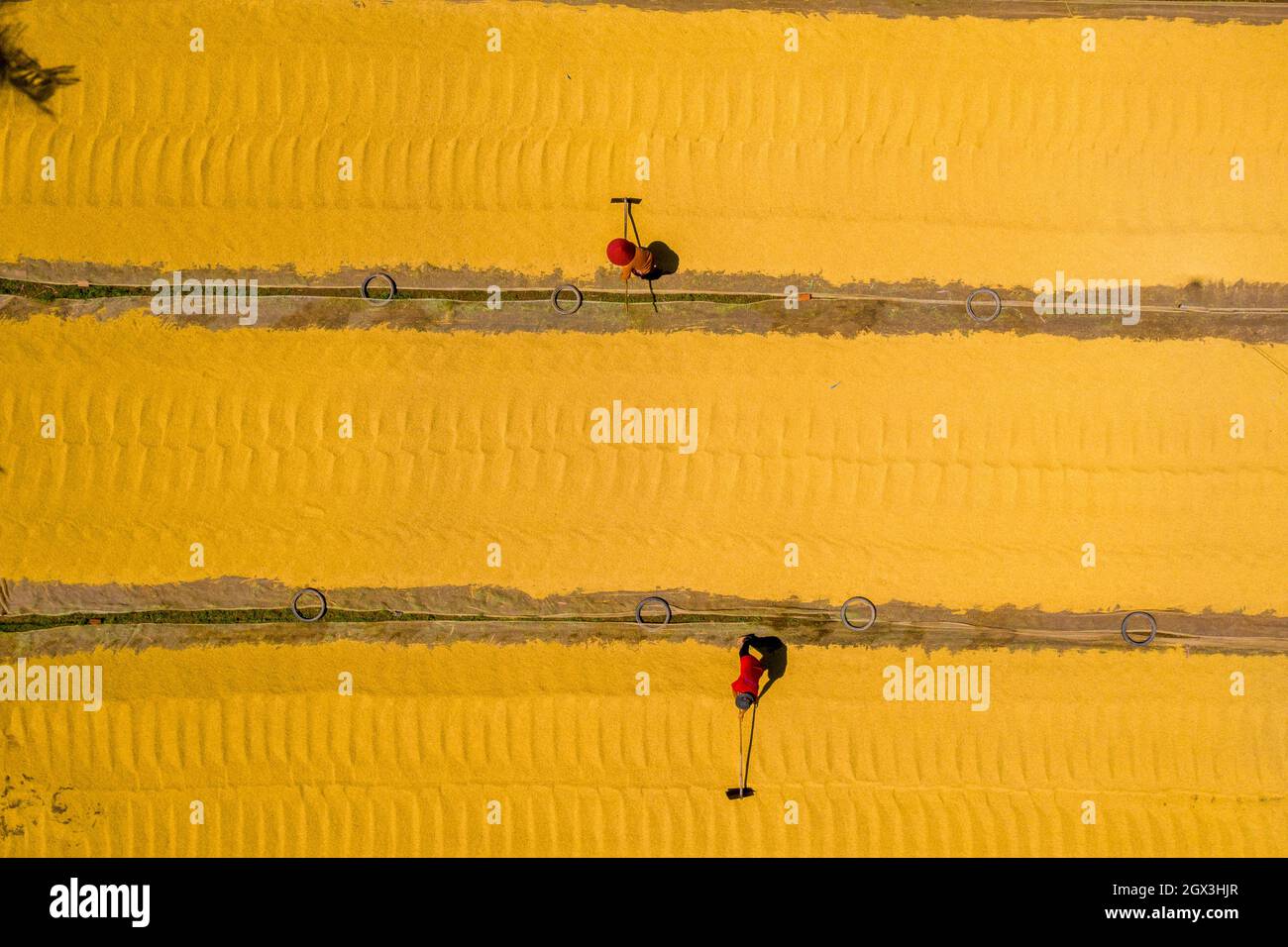 Vietnamese farmer are drying paddy rice in the sun Stock Photo - Alamy