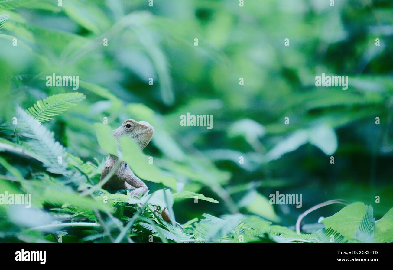 Living in the jungle hi-res stock photography and images - Alamy