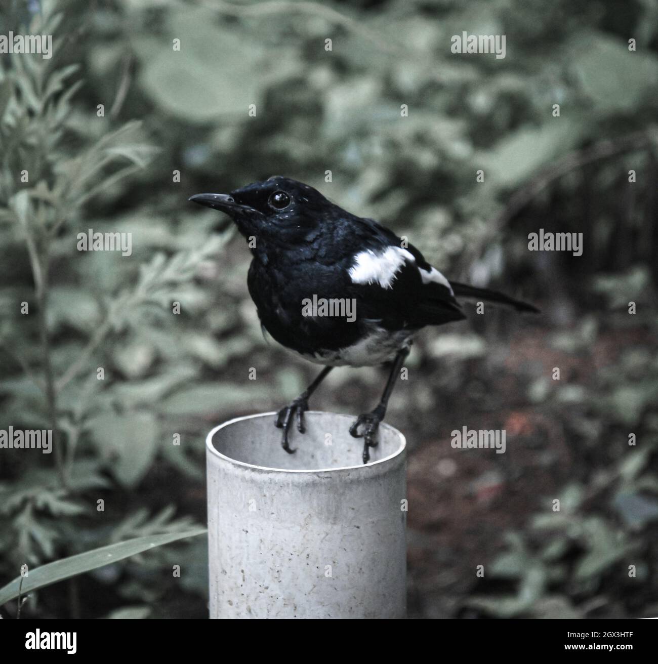 Crow raven feeder hi-res stock photography and images - Alamy