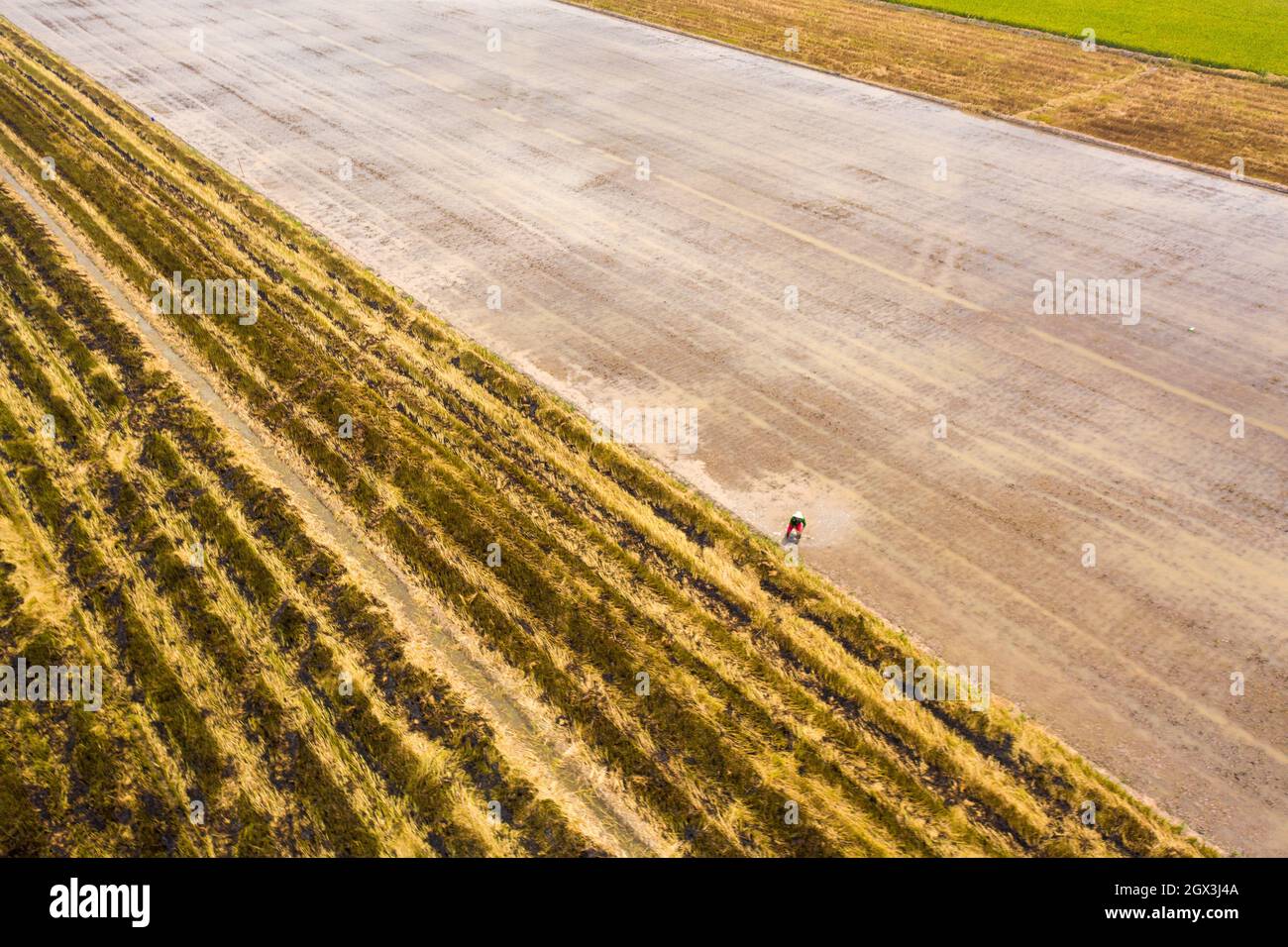 Vietnamese farmer are drying paddy rice in the sun Stock Photo - Alamy