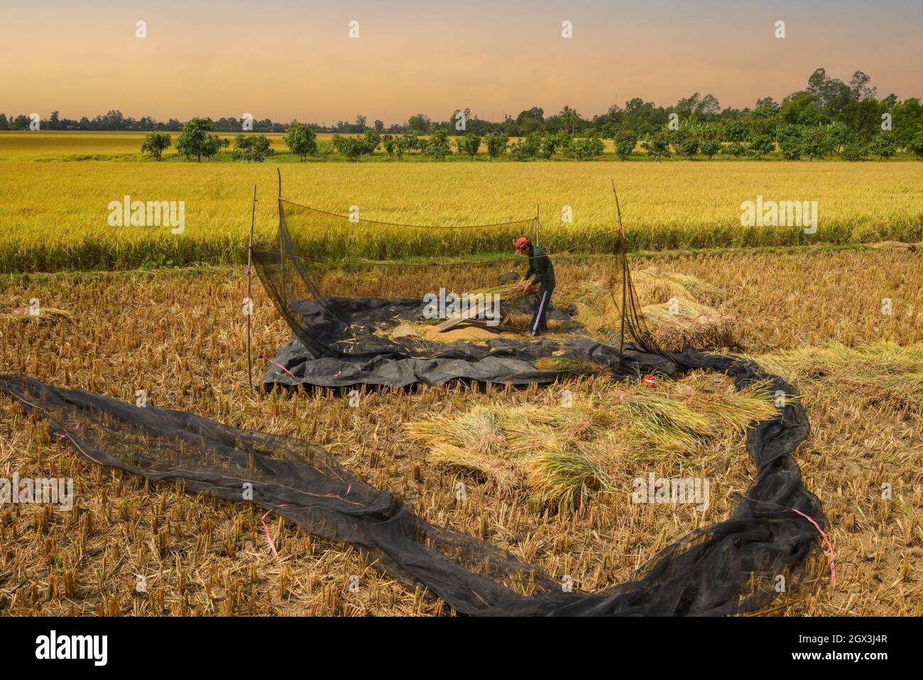 Vietnamese farmer are drying paddy rice in the sun Stock Photo - Alamy