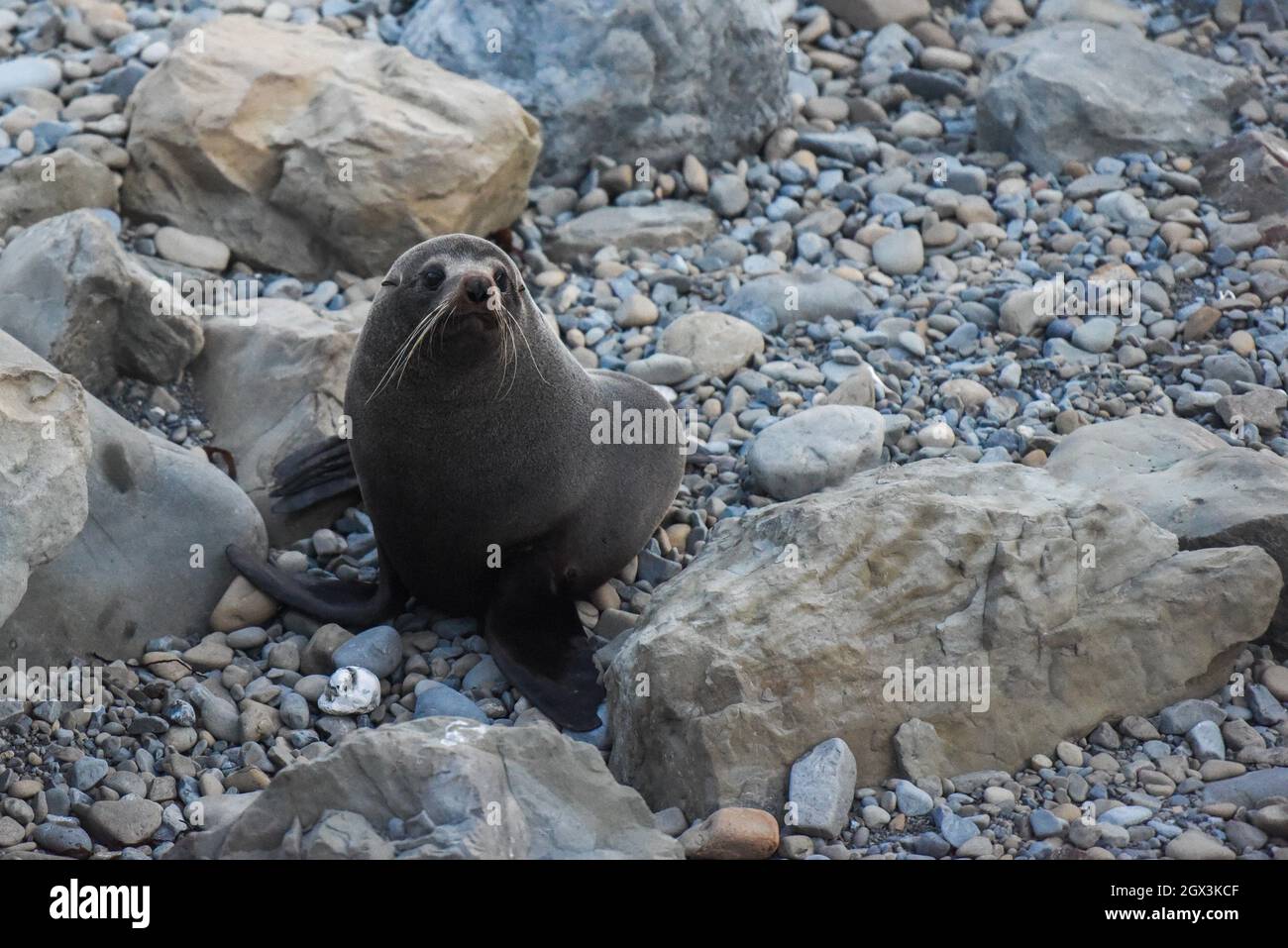 Kaikoura. 2nd Oct, 2021. Photo taken on Oct. 2, 2021 shows a New Zealand fur seal in Kaikoura ...