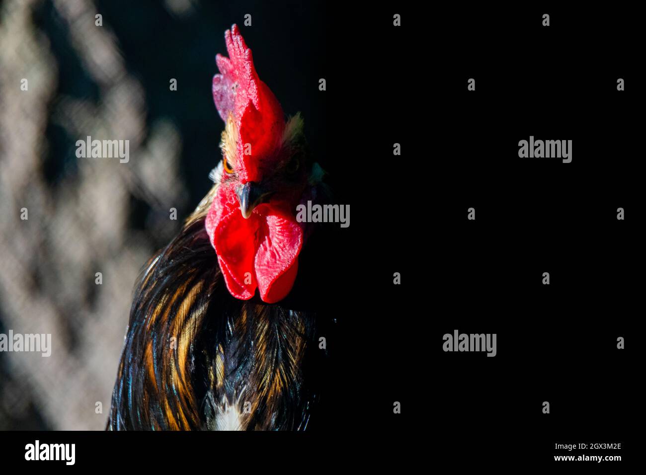Gross chicken hi-res stock photography and images - Alamy