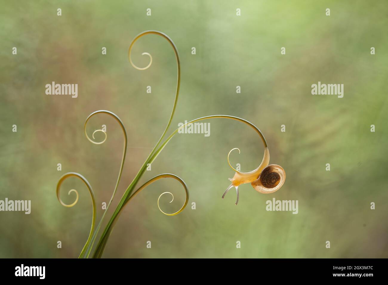 Heart of borneo hi-res stock photography and images - Alamy