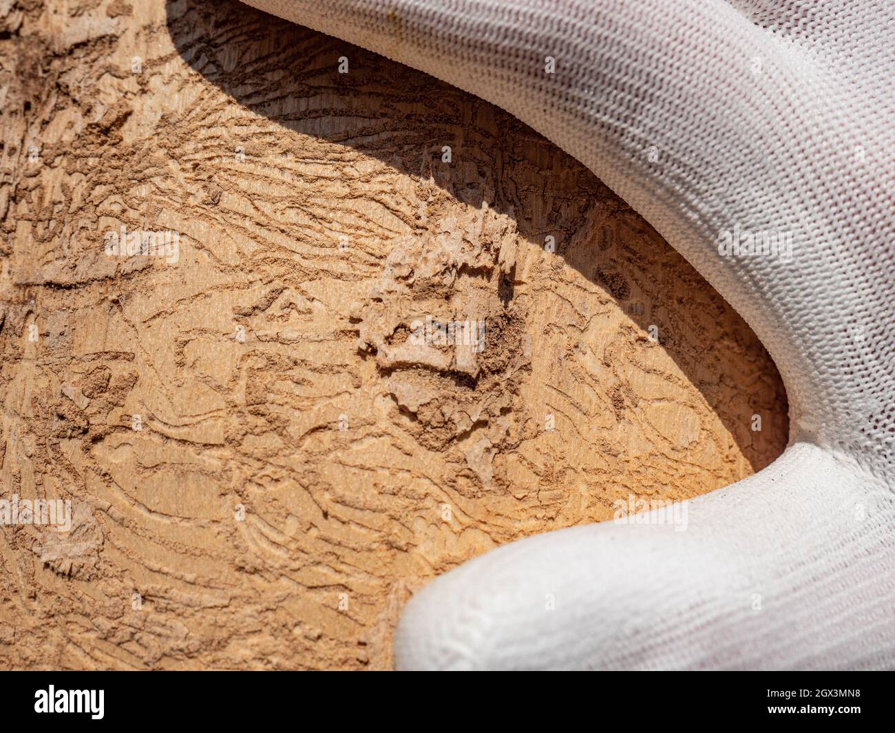 Bug tunnel dirt hi-res stock photography and images - Alamy