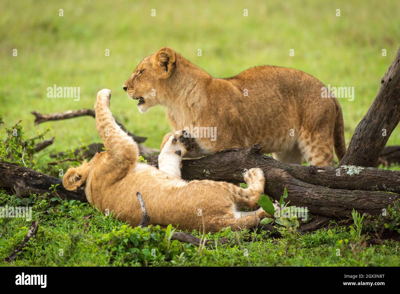 Slapping back hi-res stock photography and images - Alamy