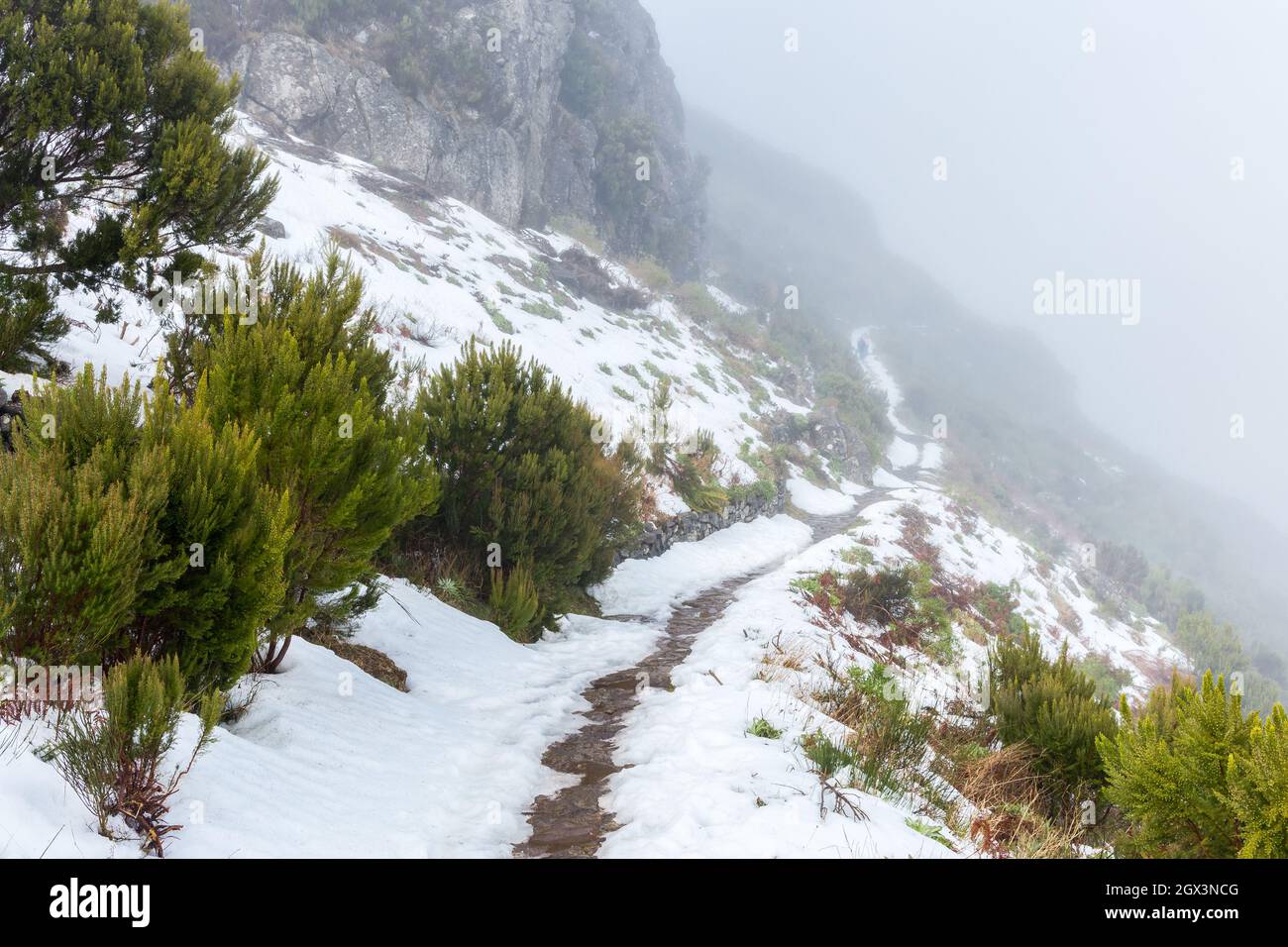 Ice plant madeira hi-res stock photography and images - Alamy
