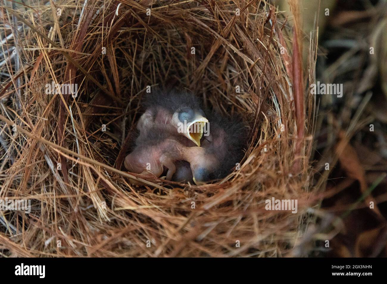Bluebird family hi-res stock photography and images - Alamy