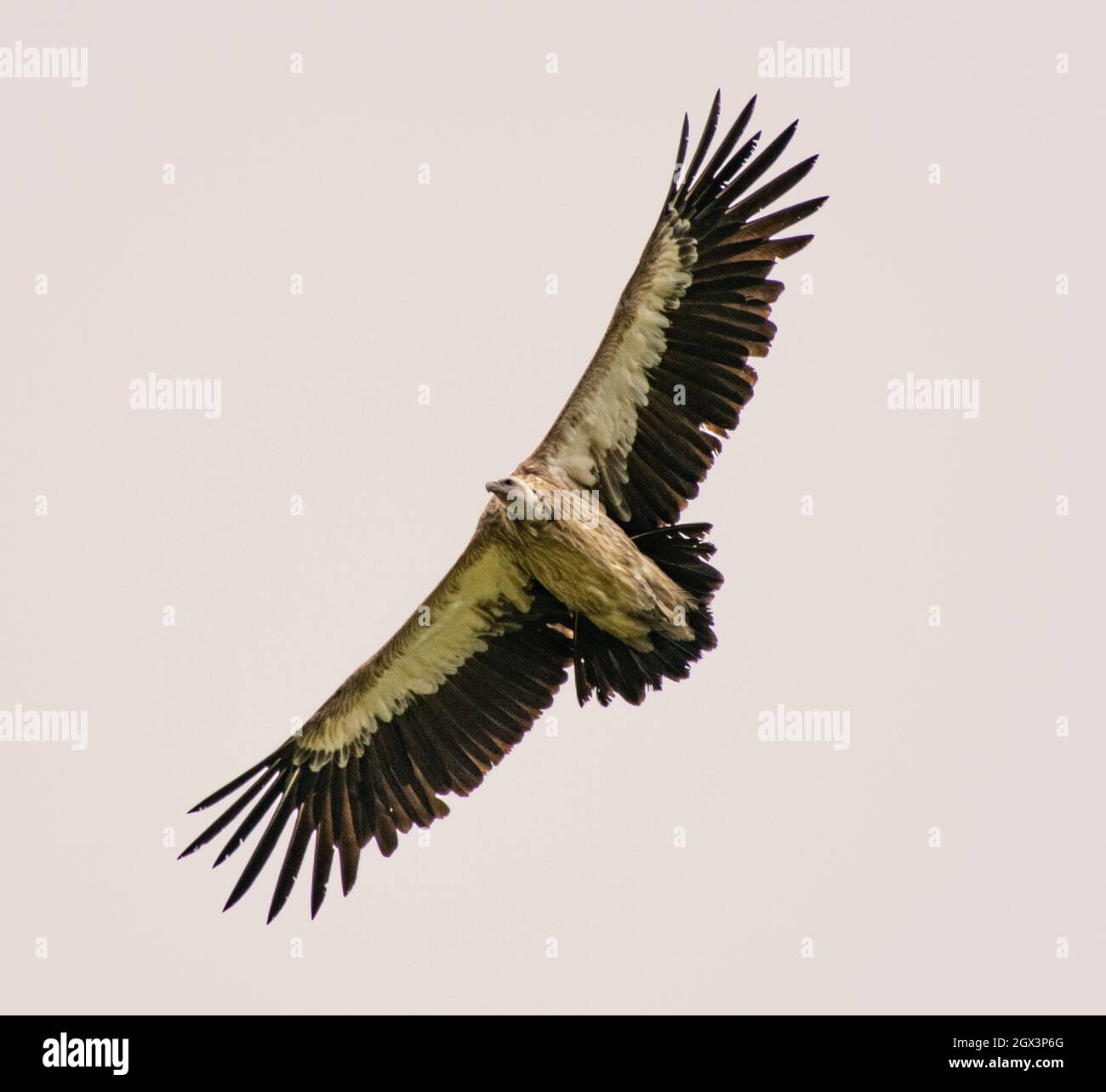 Himalayan eagle hi-res stock photography and images - Alamy