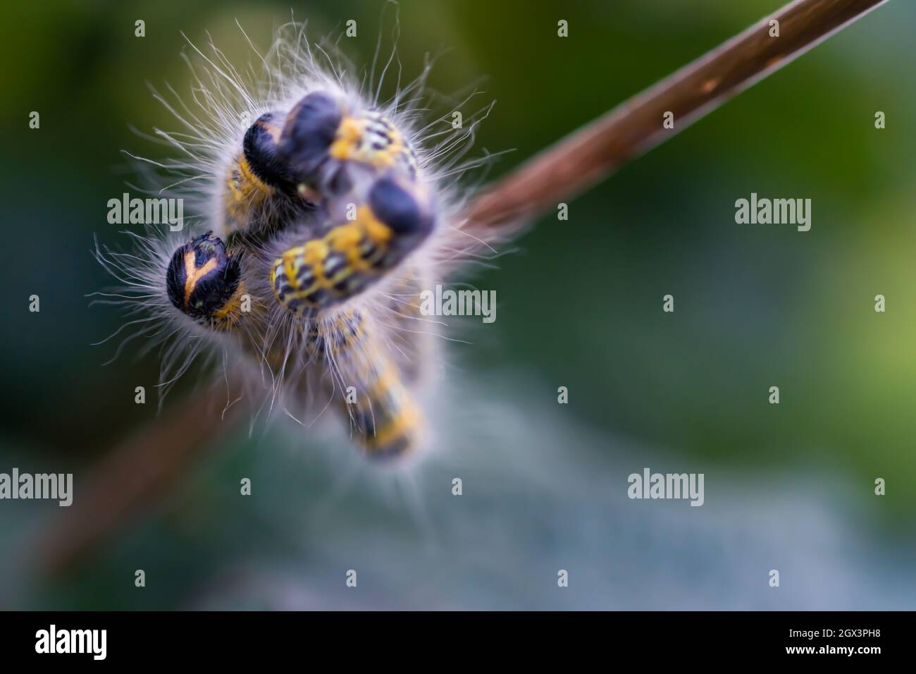 Hairy insects hi-res stock photography and images - Alamy