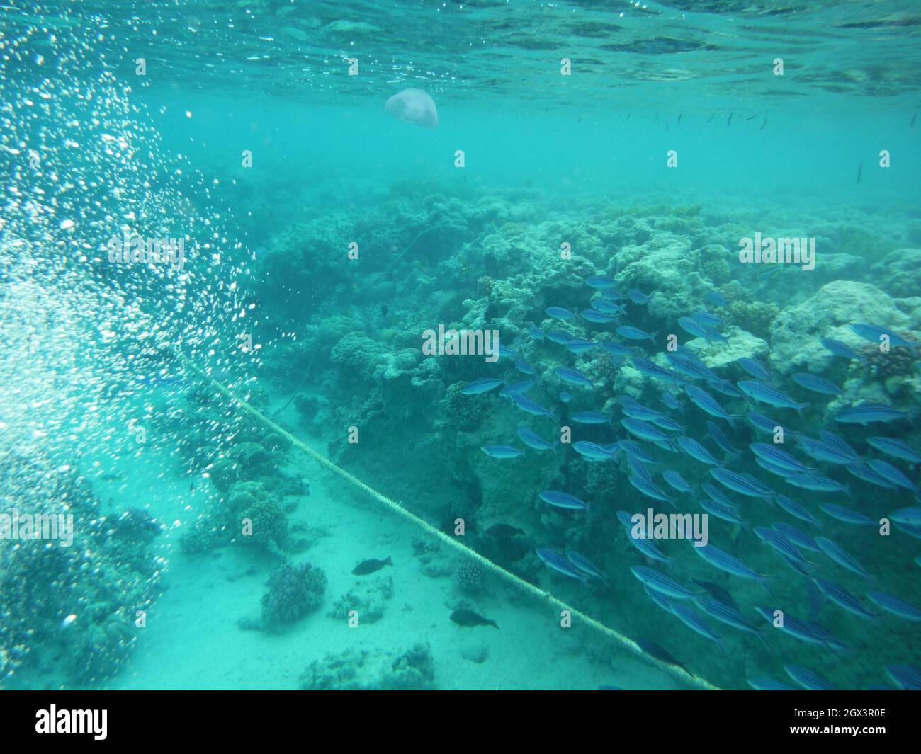 Fish Swimming In Sea Stock Photo - Alamy